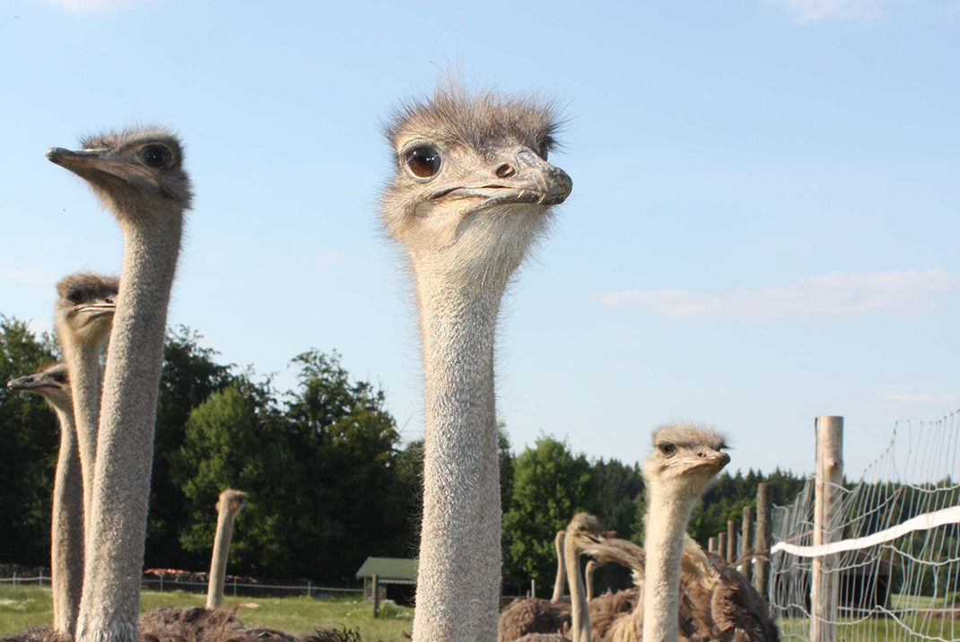 Strauße – Straussenfarm Zimmermann