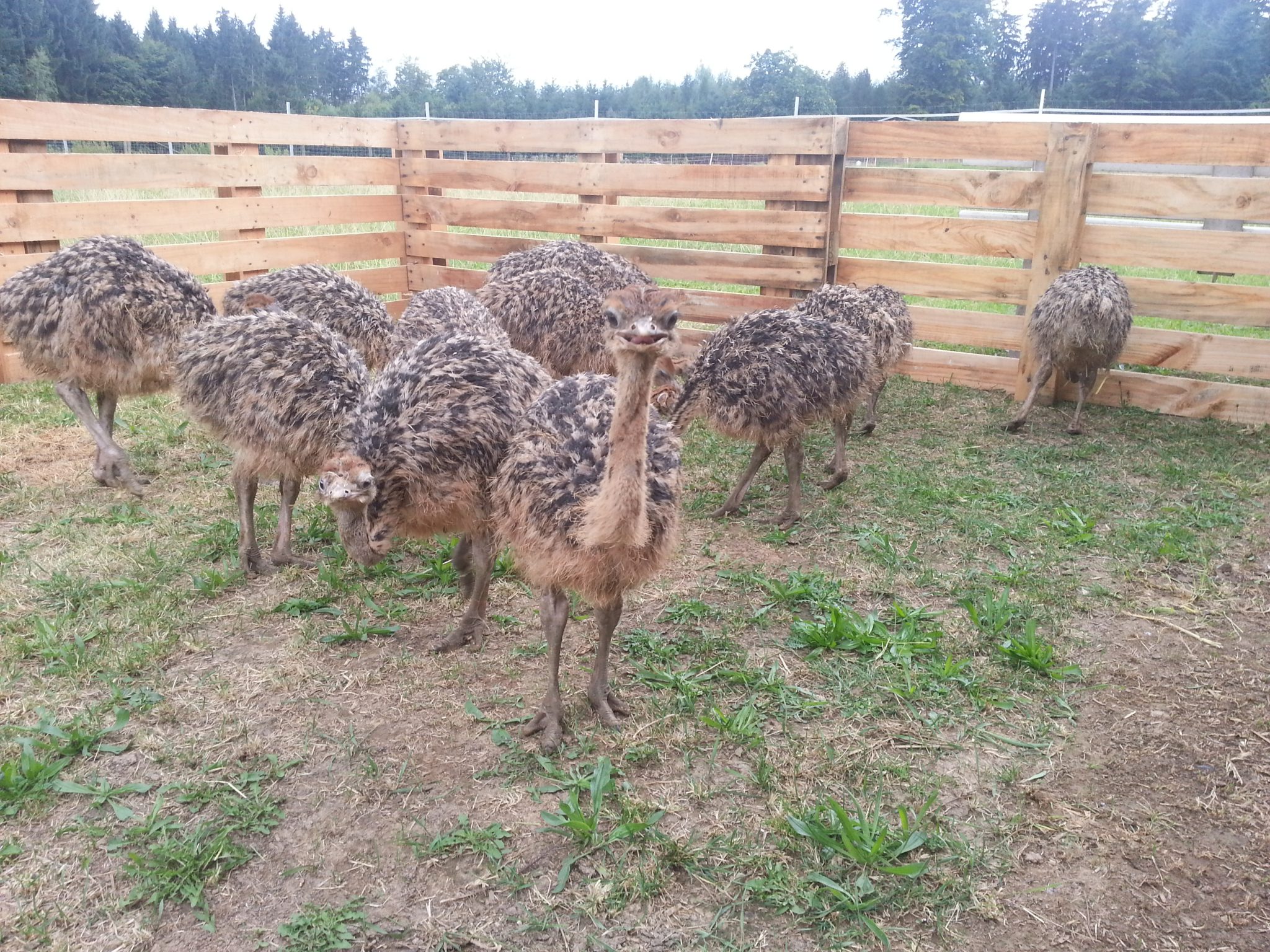 Strauße – Straussenfarm Zimmermann